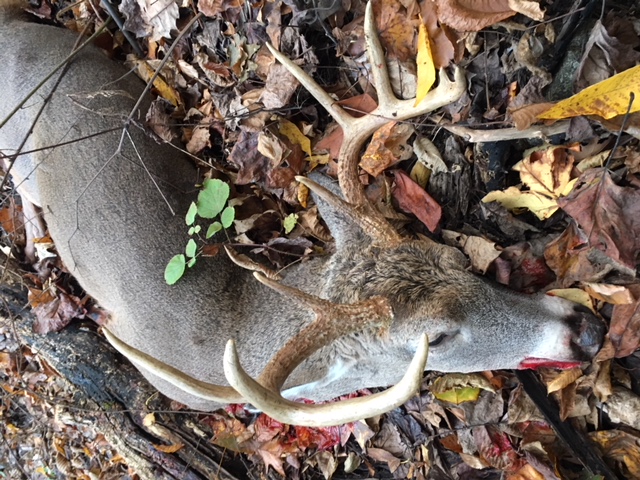 NAP Thunderhead Fixed-Blade Broadhead